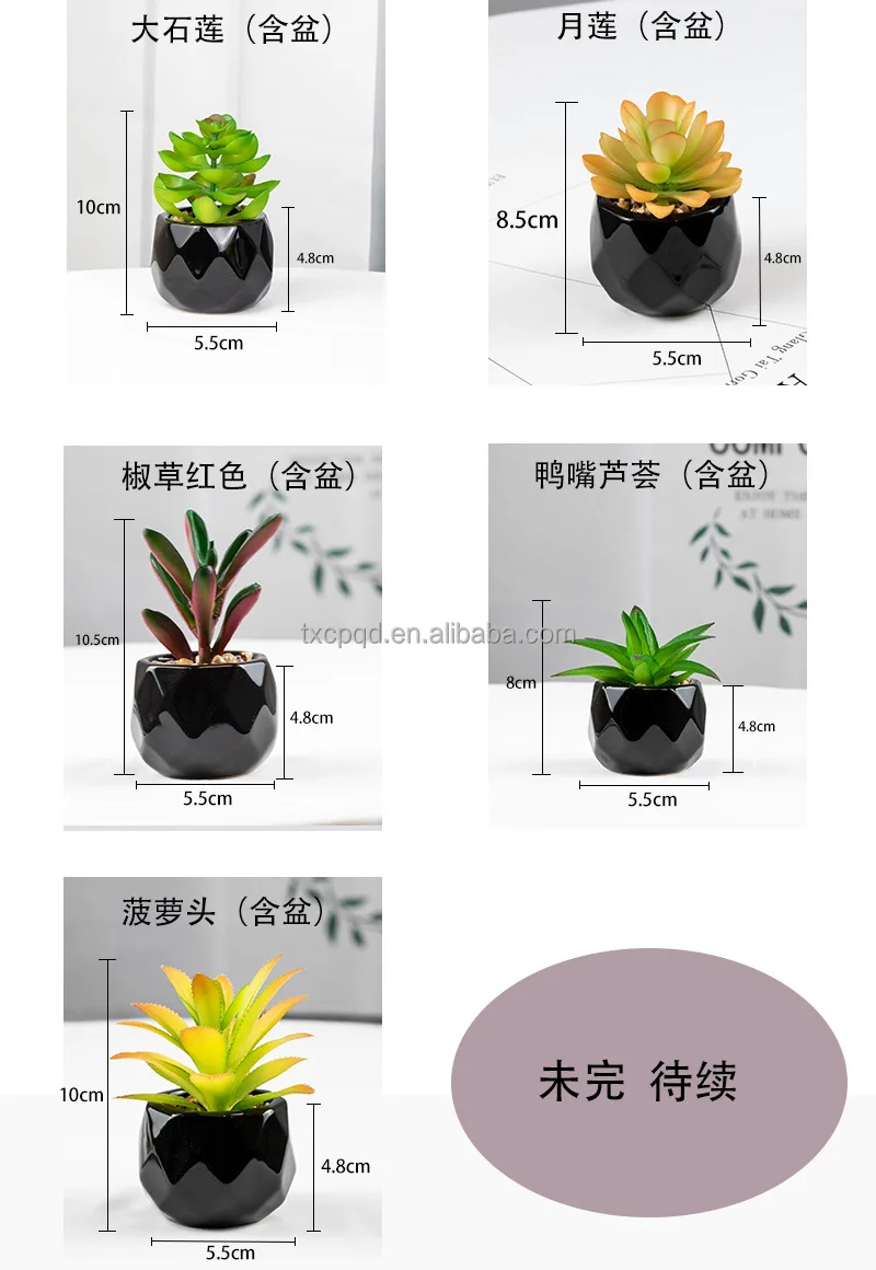 MF-LP72Wholesale Succulents with Ceramic Flower Pots and Plastic ...