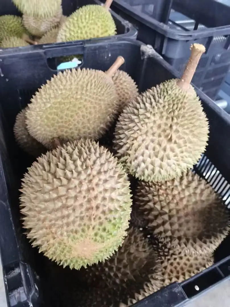 Fresh Cheap Pricing Musang King Pahang Durian Fresh Durian Tropical ...
