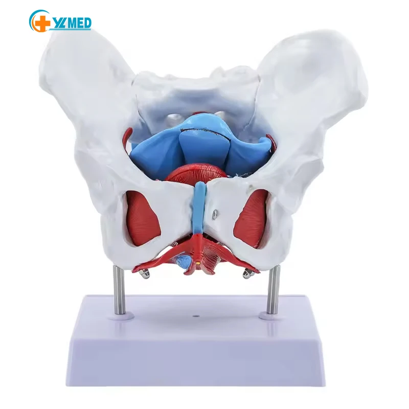 Medical Science Pelvic Floor Female Anatomy Mobile Color Female ...