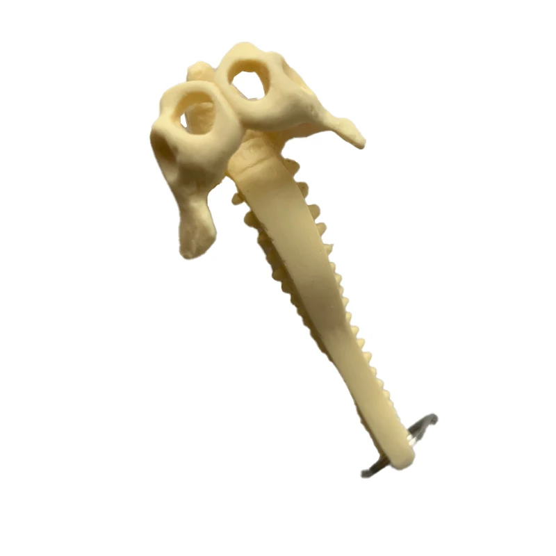 Miniature Human Spinal Girdle Model Posterior Occipital Pelvic Keychain ...