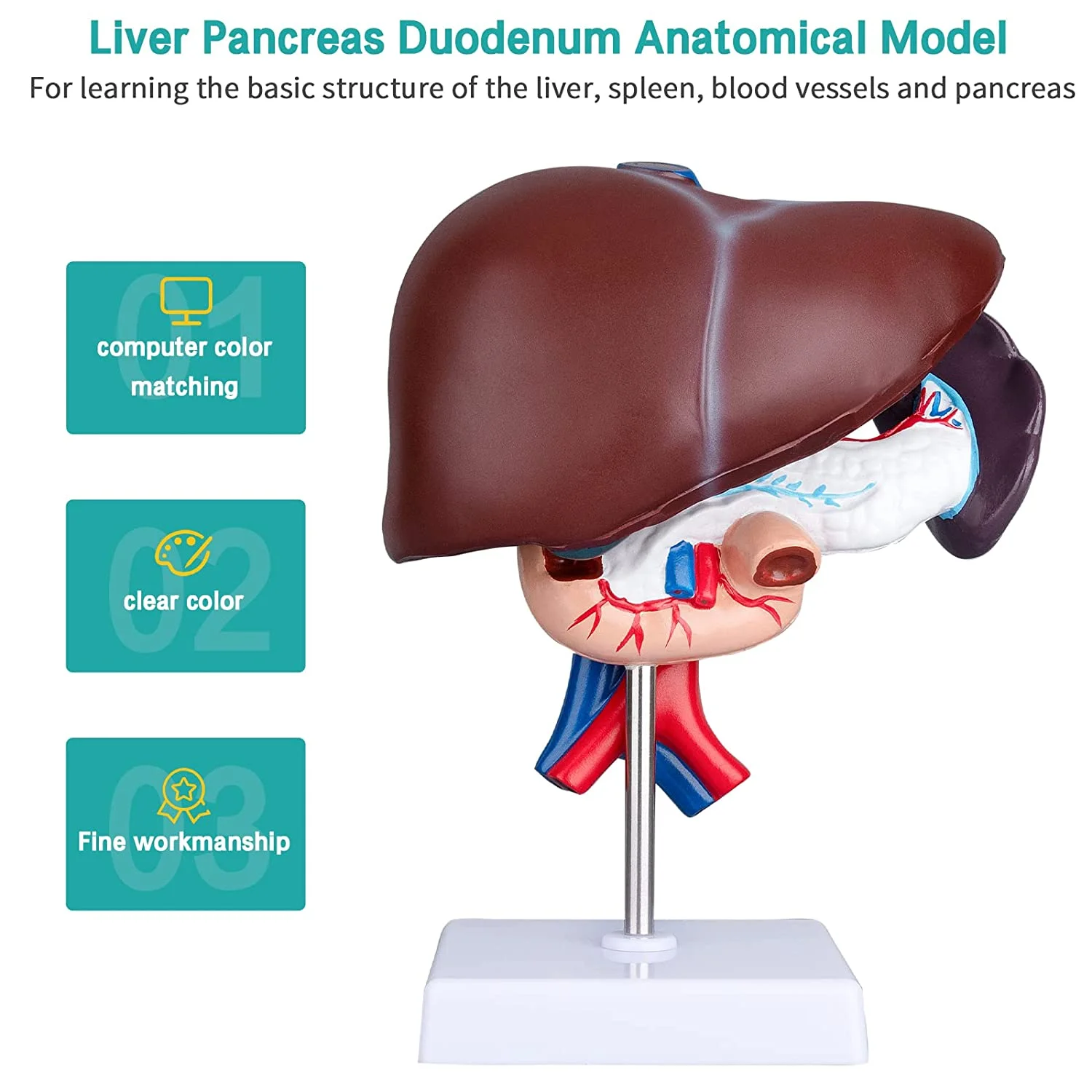 High Quality Liver,Pancreas,Duodenum Model Manufacturers Catalog Human ...