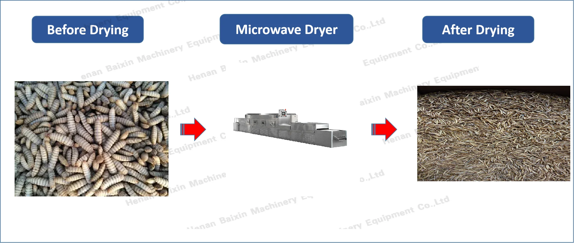 Insect Dryer Machine Tenebrio Molitor Mealworm Microwave Dryer Machine ...