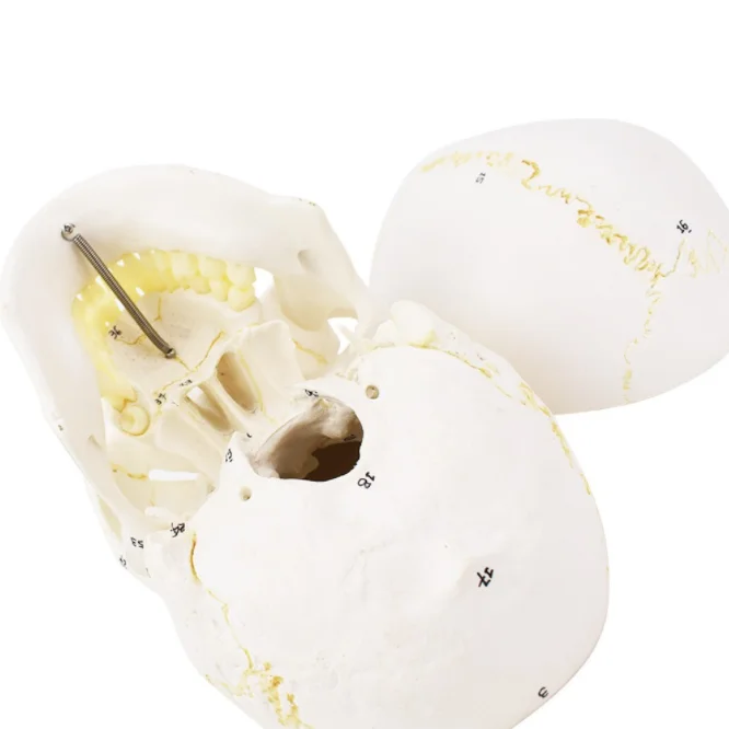 Medical Skull Model Pvc Anatomy Model Human Body Anatomical Skull ...