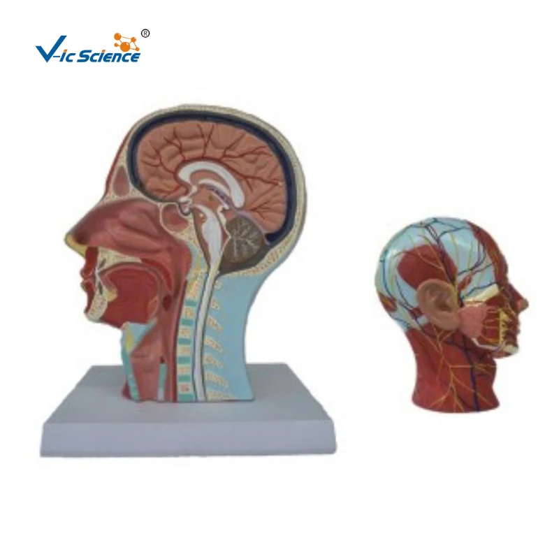 Half Head Life Size Anatomy Skull Model - Buy Skull Anatomy skull ...