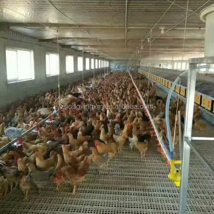 Broiler Chicken Farming Plastic Slat Floor - Durable & Customizable