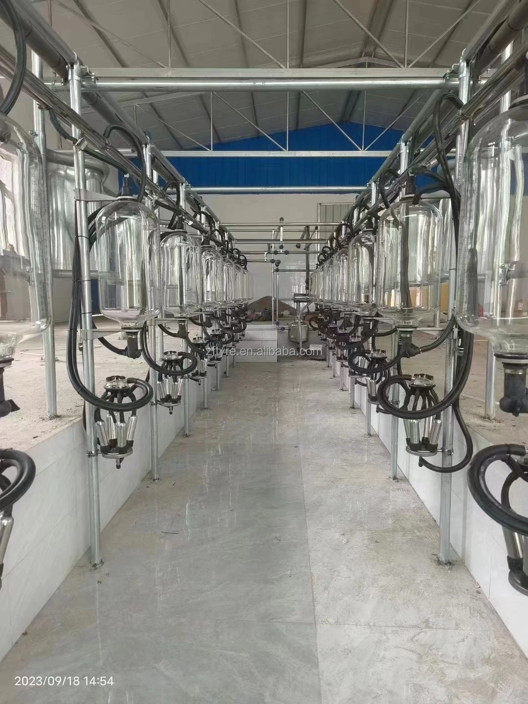 Automatic Milking Parlor For Dairy Cows - Buy Milking Parlor For Dairy ...