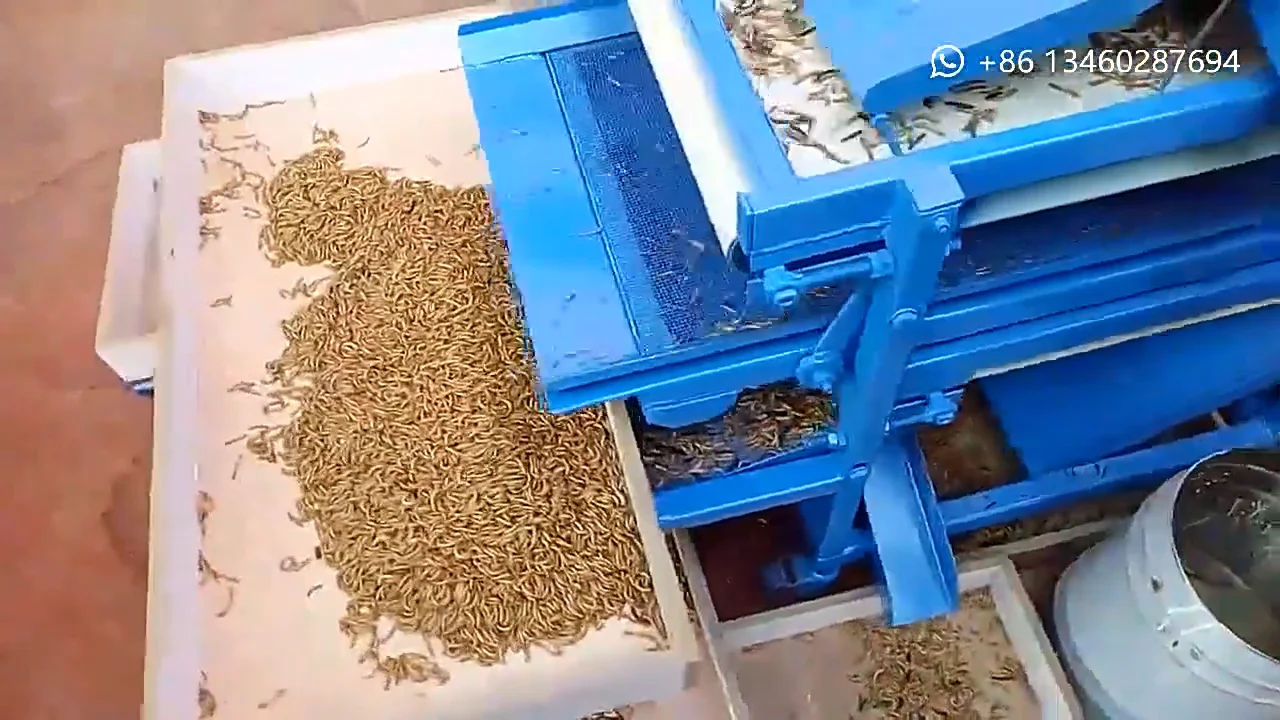 Automatic Mealworm Sorting Machine Barley Worm Separator Tenebrio ...