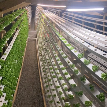 Square Pvc Pipes Plant Hydroponic Growing System Hydroponic Nft Channel ...