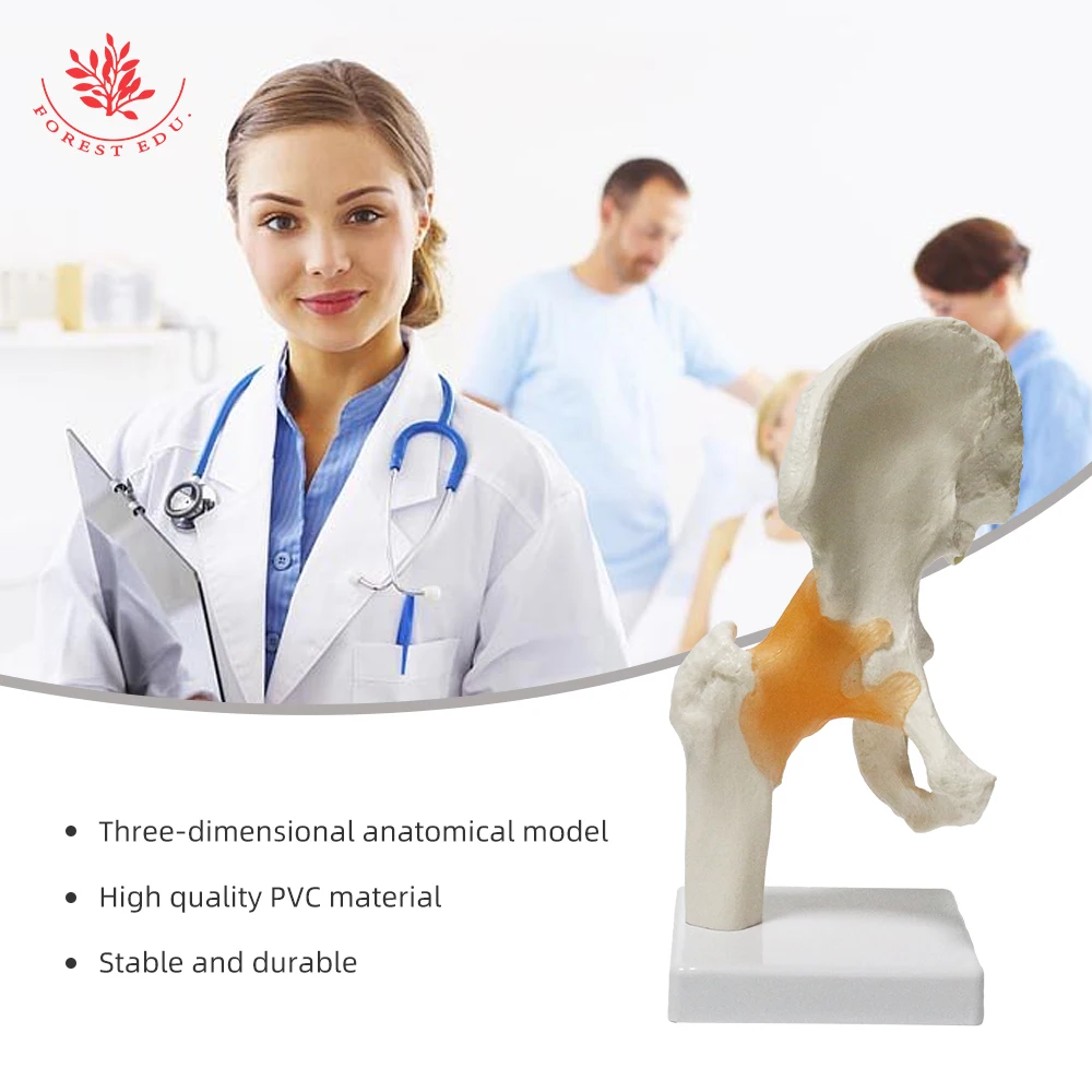 Hip Joint Skeleton FTR028 Classical Functional Anatomical Model ...