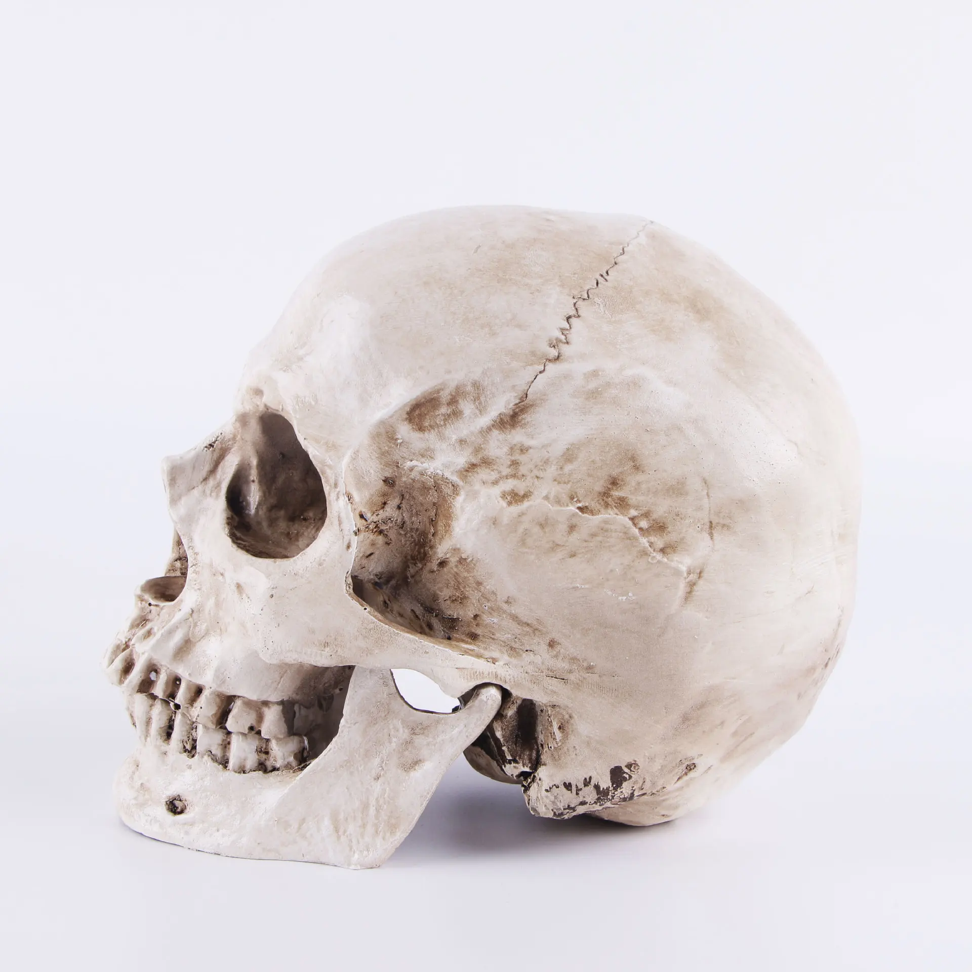 100% Simulation Human Skull Resin Anatomical Model Huaqi SKB01