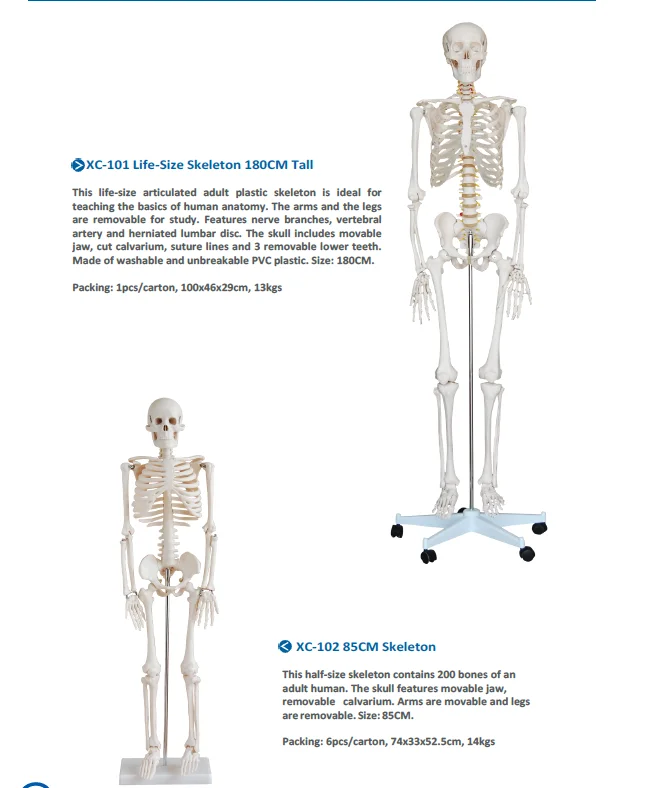 Medical Teaching 180cm 85cm Simulator Anatomy Pvc Plastic Movable Full ...