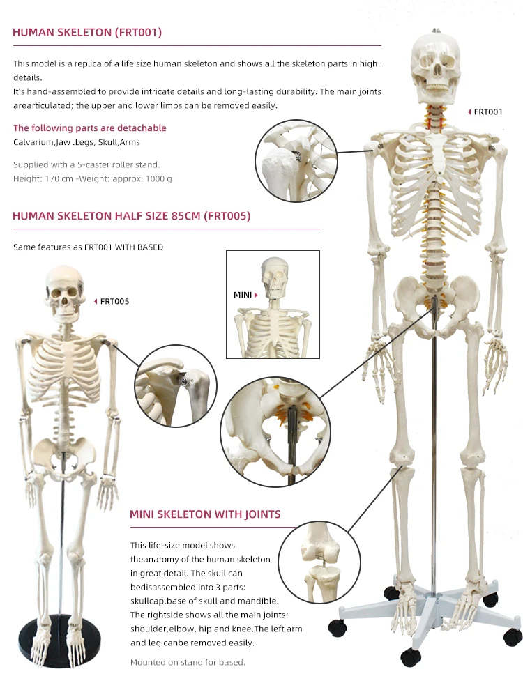 Human Skeleton Model Anatomy 180cm FRT001 Teaching Resources Life Size ...