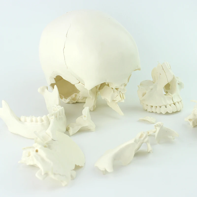Laboratory Models Bone Color Human Teaching Skeleton Kit