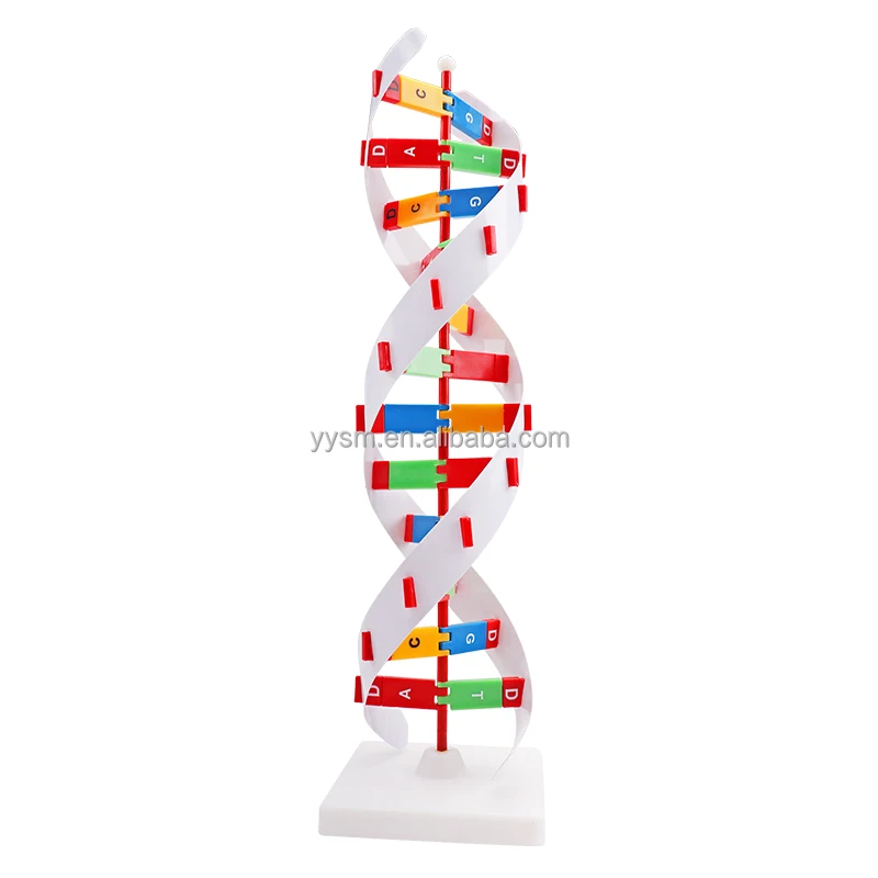 Dna Color Double Helix Educational Model Of Dna Structure Model - Buy ...