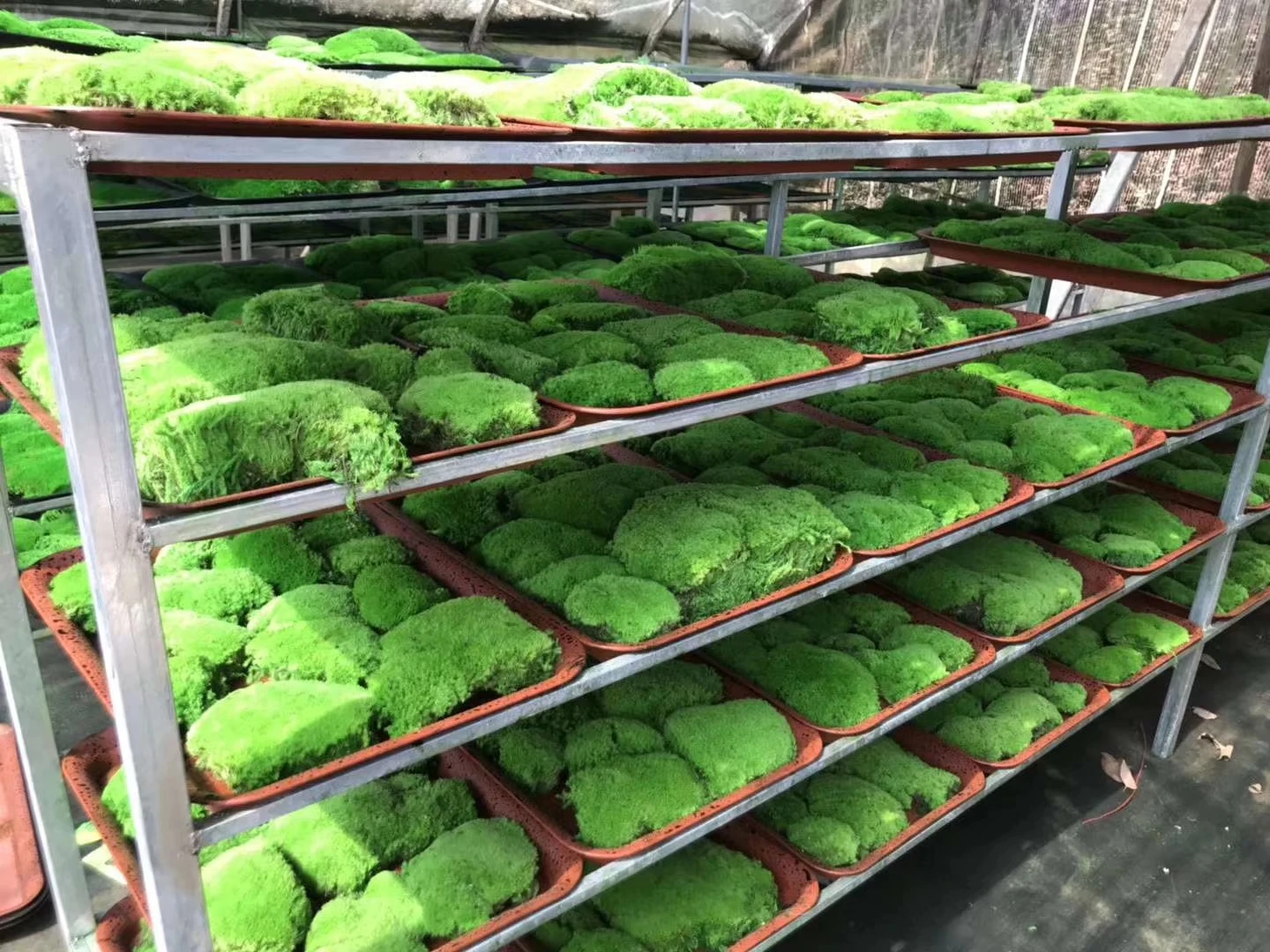 Preserved Pole Moss - Elegant Wall Decoration Solutions