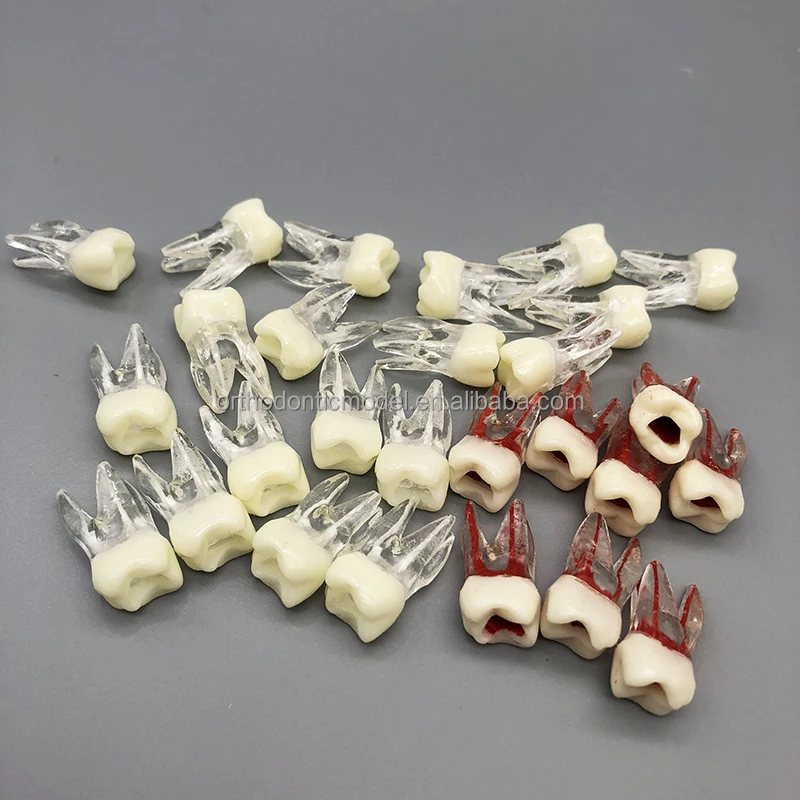 Dental Endodontic Training Model - Perfect for Student Practice