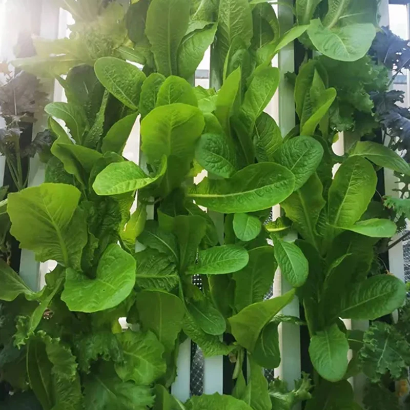 Cheap Hydroponic Growing Equipment for Leafy Vegetables