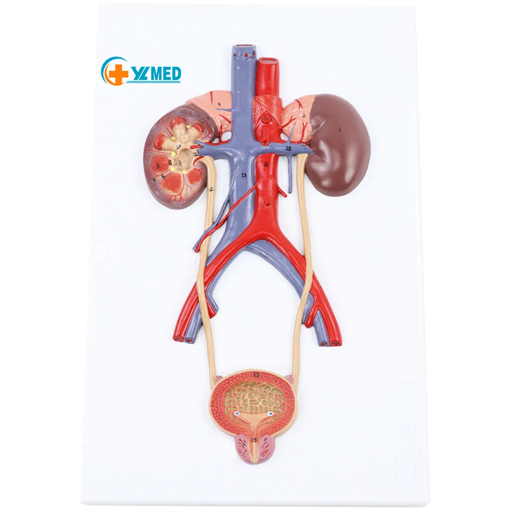 Renal Anatomy Medical Ureter Urinary System Model YL2-30057