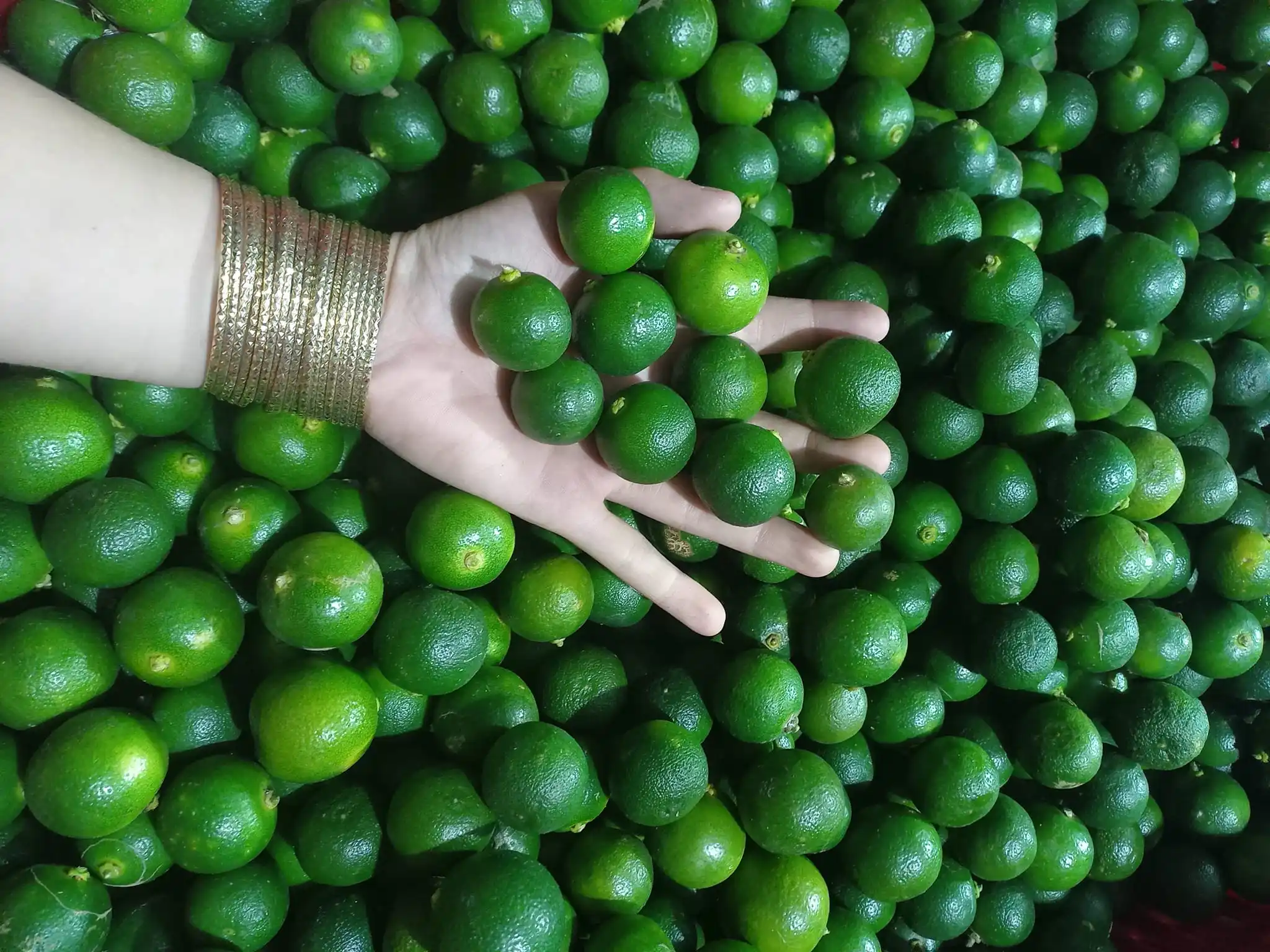 Fresh Calamansi from Vietnam - Nutritious Citrus Fruit