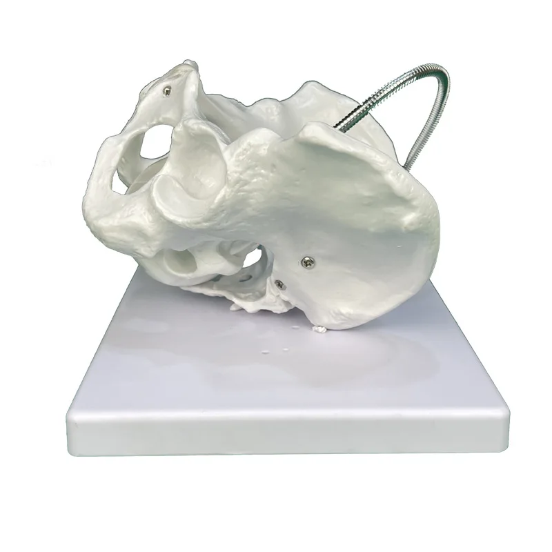 Kyrenmed Female Pelvis Model With Fetal Skull Midwifery Teaching Model ...