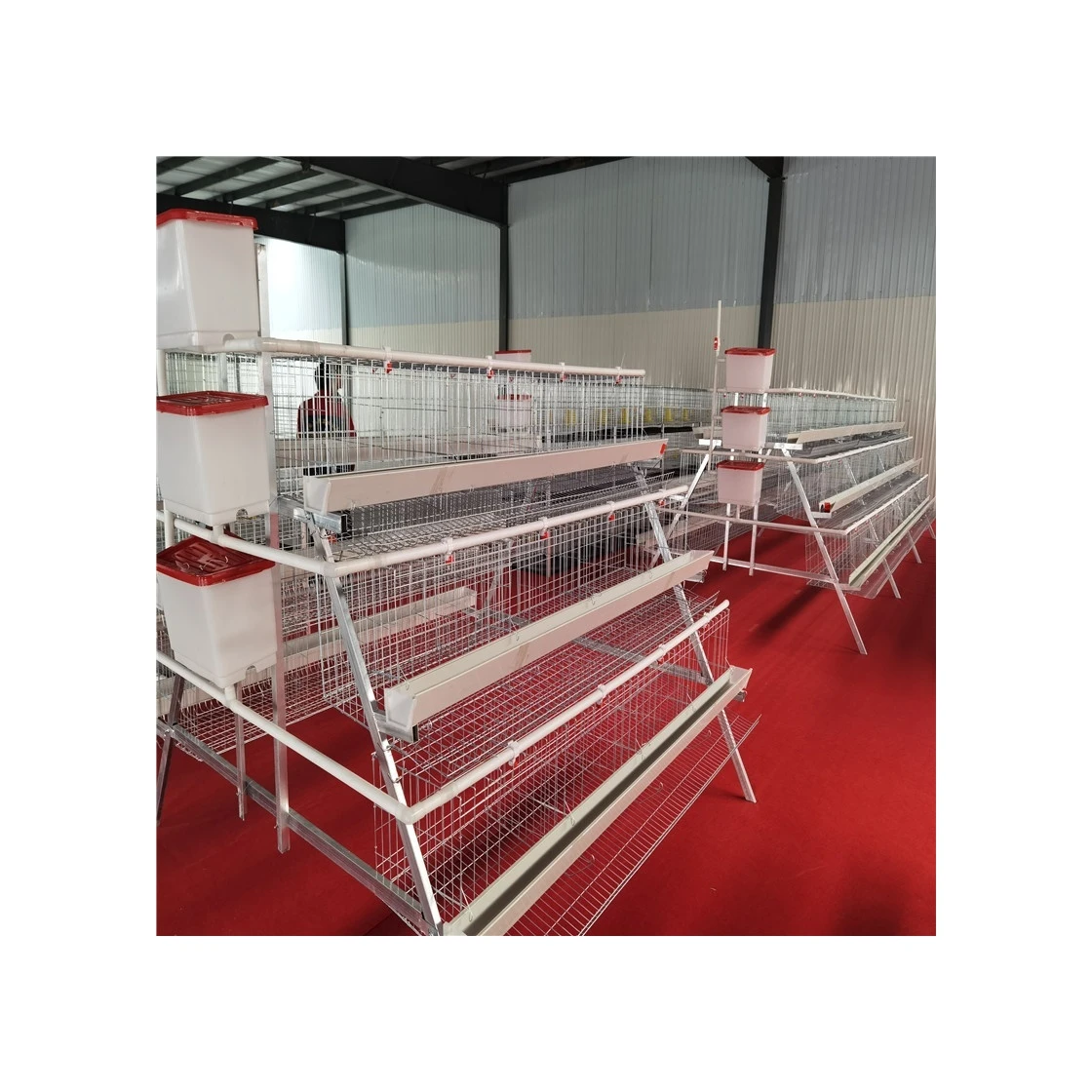 Automatic Chicken Feeder System With Advanced Poultry Feeding ...