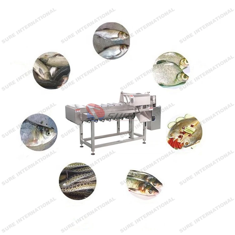 Fish Fillet Cutting Machine / Fish Processing Equipment Production Line ...