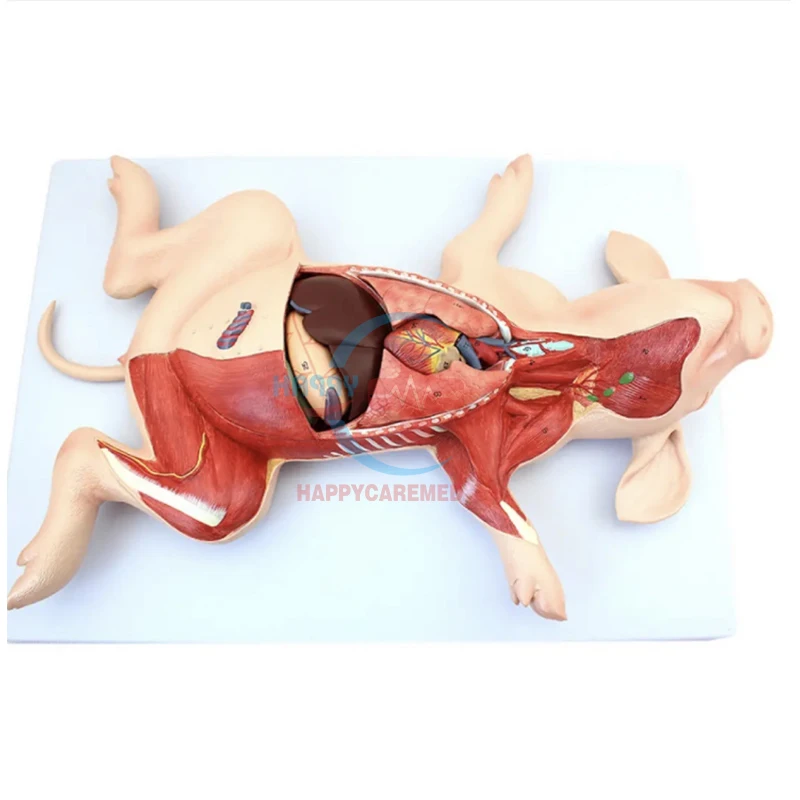 Hc-r075a High Quality Pig Anatomy Model Pvc Teaching Pig Embryo Model Animal Anatomical Model ...