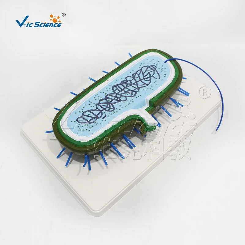 Education Science Model Bacterial Model Cross-section of Bacteria ...