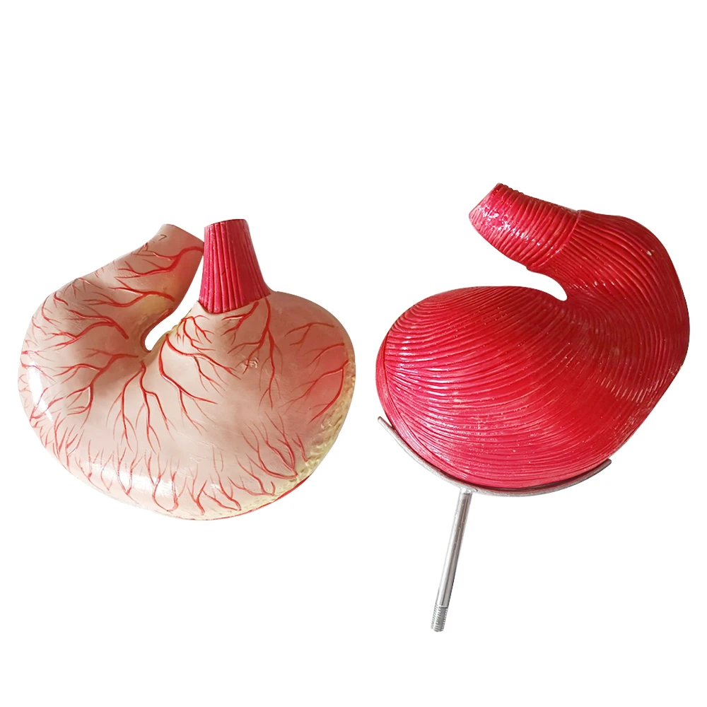 Dog Stomach Model - Educational Anatomy for Medical Labs