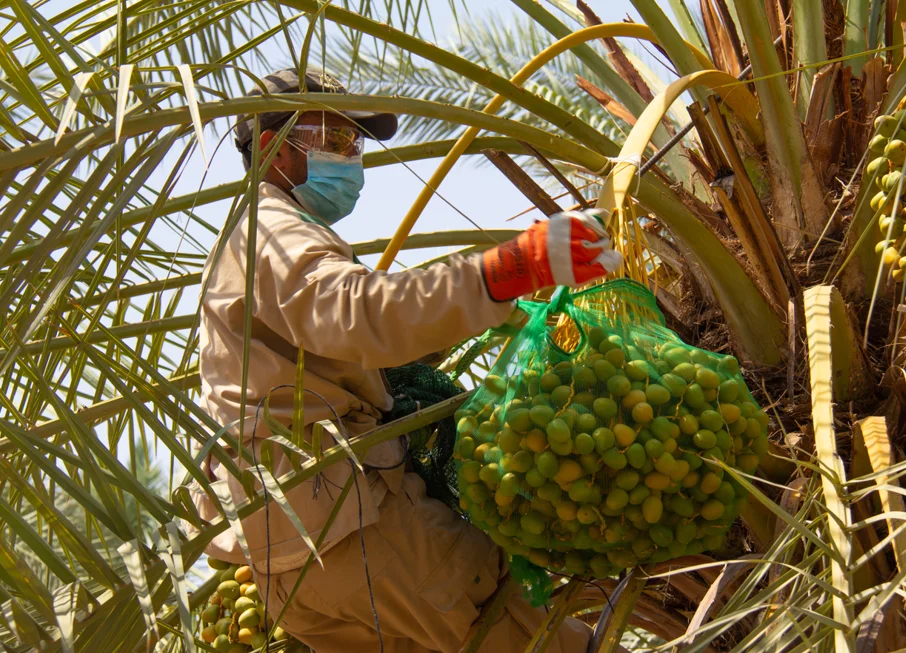 100% Natural Sagai Dates From Saudi Arabia Smooth And Silky Taste ...