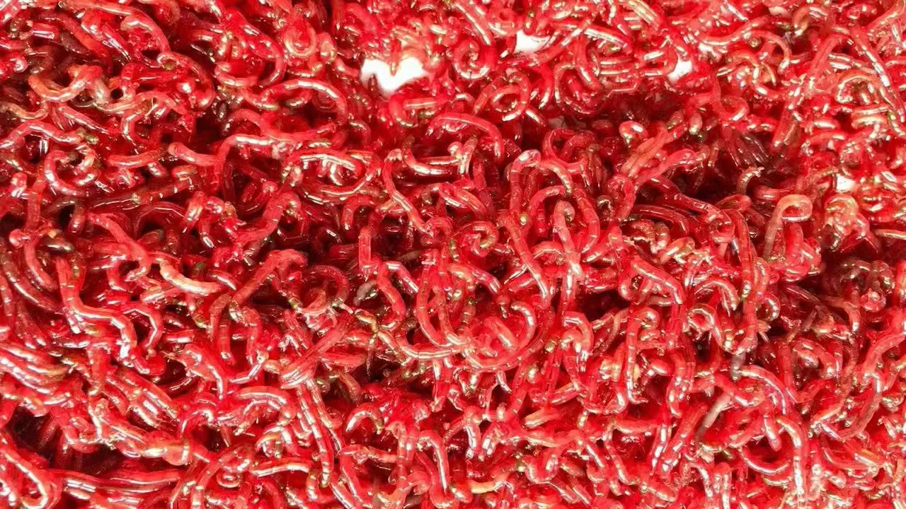 High Protein Frozen Bloodworm & Red Worms for Tropical Fish - 100% ...