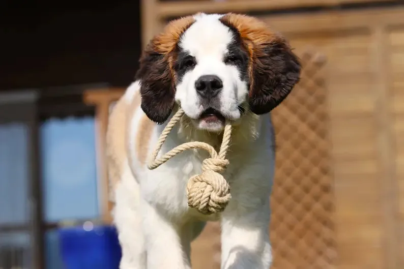 Natural Dog Toy Made From Hemp Rope Best Pet Toy Origin Vietnam Hoang ...