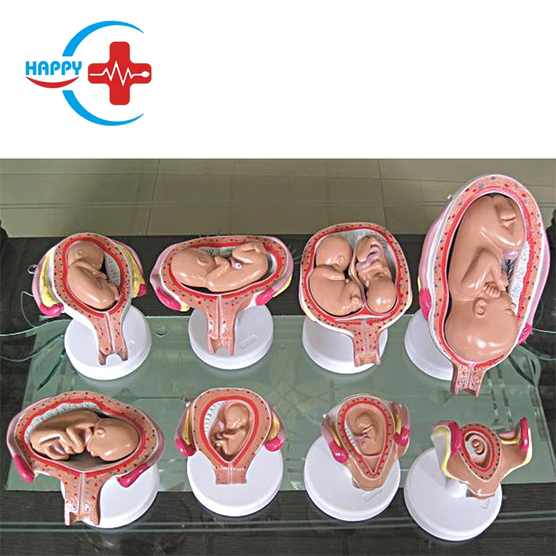 Hc-s344 Obstetrics Human Embryo Fetus Gestation Period Demonstration ...