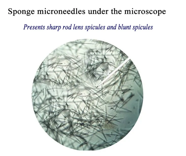 Private Label Natural Sponge Seaweed Algae Microneedle Serum