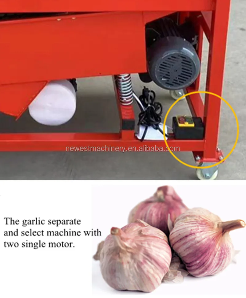 5 Grade Garlic Cloves Sorting Separator Machine With Shaking Table ...