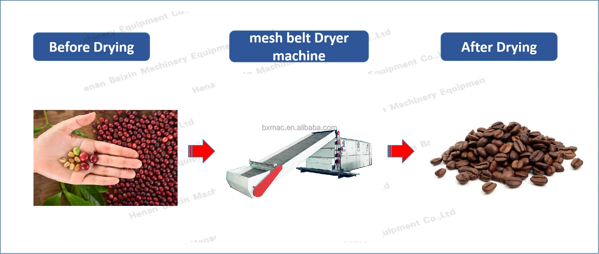 Cocoa Bean Cardamom Mesh Belt Dryer Machine - High Efficiency