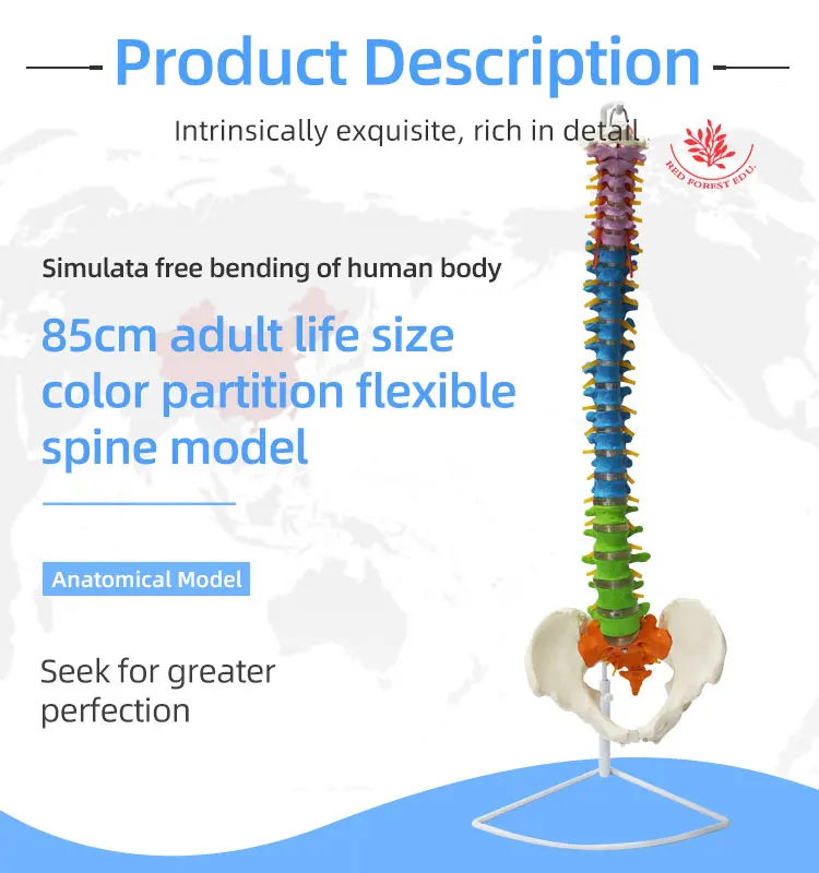 医疗器械解剖人体脊柱模型FRT016医疗用品人体脊柱模型生物教学人体解剖模型| Alibaba.com