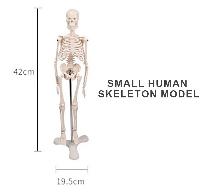 Unbreakable 180cm Life-Size PVC Adult Plastic Human Skeleton Model for ...