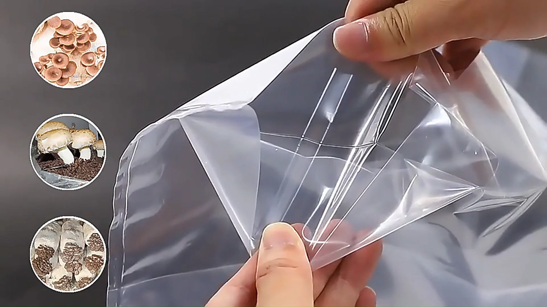 Polypropylene Material Mycelium Inoculate Mushroom Cultivating Grow Bag ...