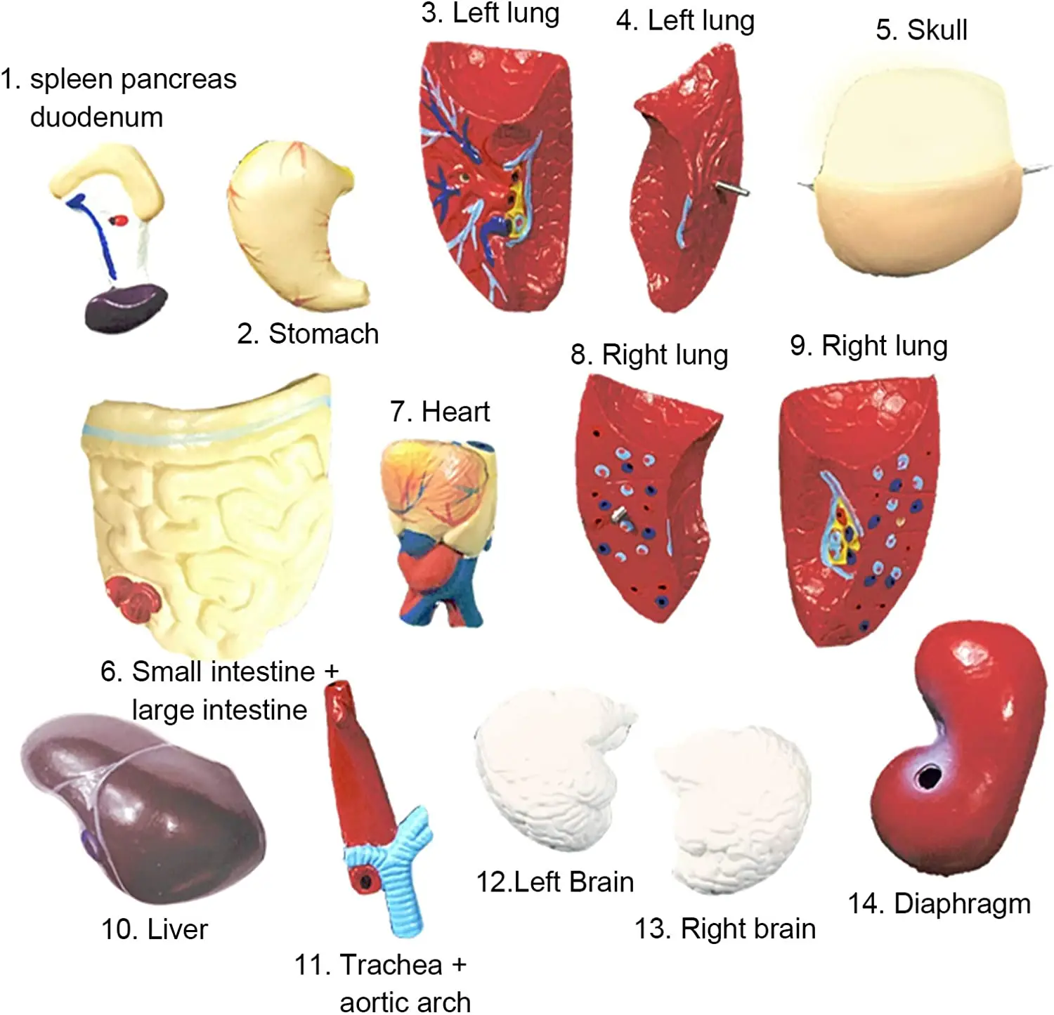 Human Body Model - 15 Parts Removable Anatomy Teaching Tool