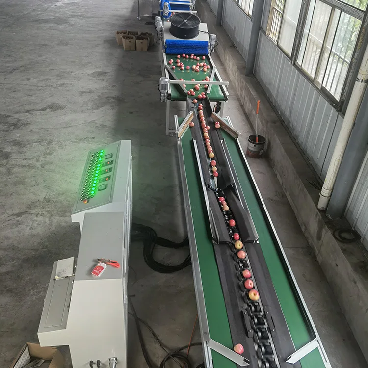 Automatic Potato and Tomato Grading Line - Efficient & Durable