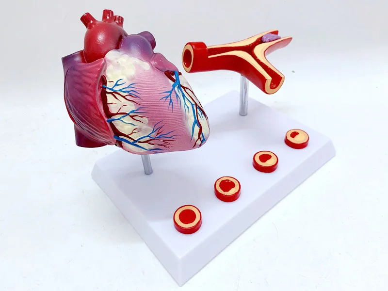 Anatomical Heart Model - Educational Tool for Medical Science