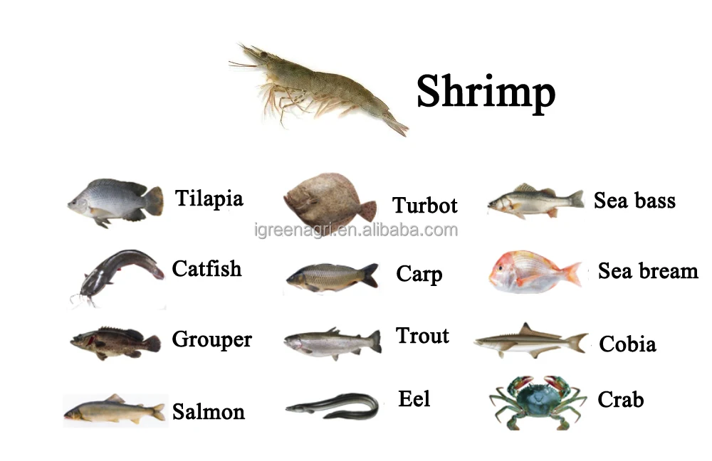 Indoor Ras Shrimp Farming Equipment - IGREEN IGRAS System