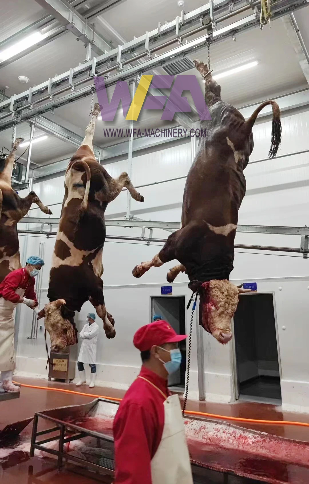 Meat Rail System Of Halal Beef Carcass Dressing Line For Cattle ...