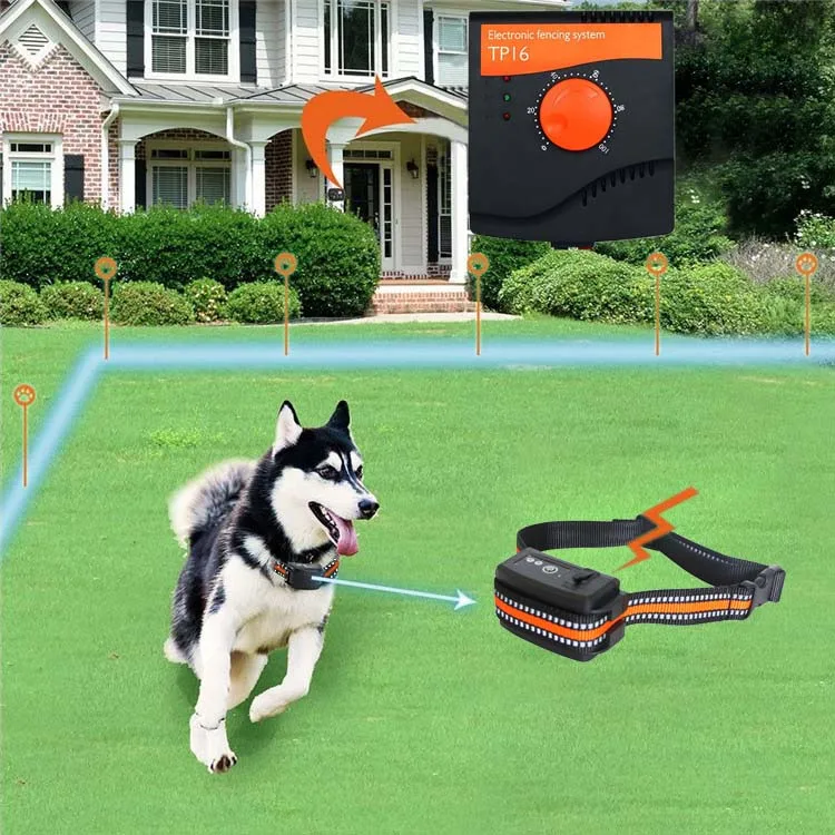 Petsmart Shock Collar Fence at Irene Troyer blog