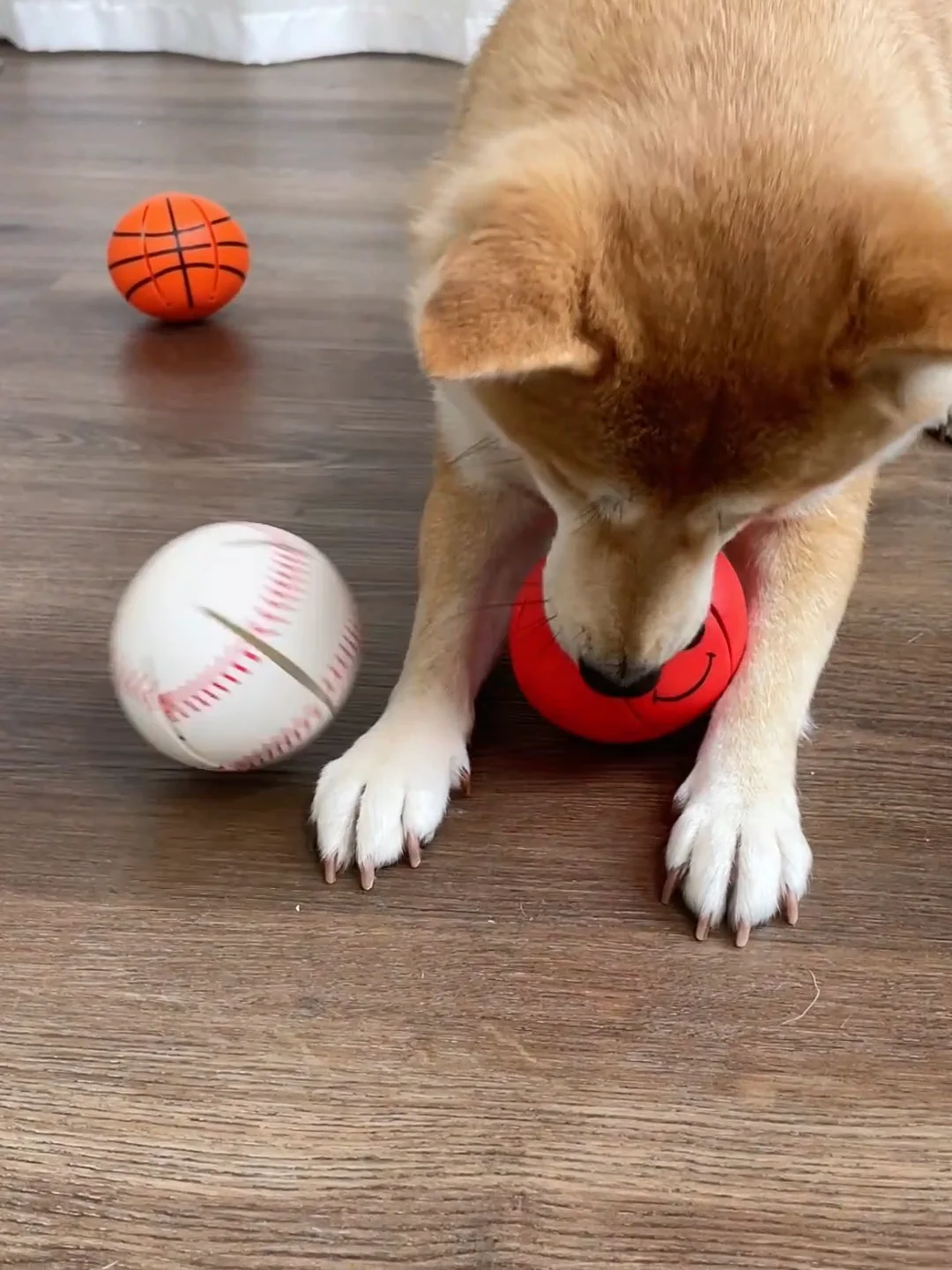 Hipidog 16cm Eco Friendly Disc Durable Red Blue Interactive Flying ...