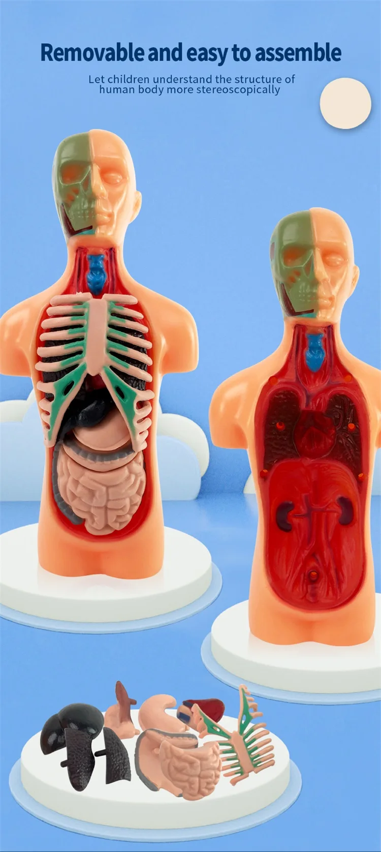 Wholesale Upper Body Organs Anatomy Model for Science Learning