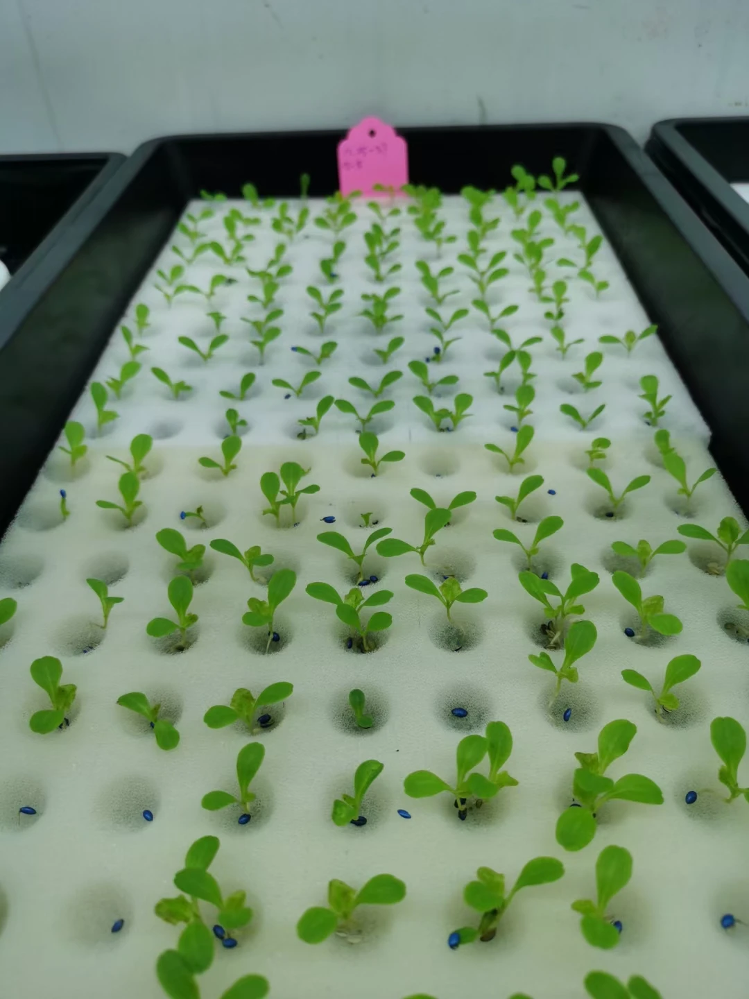 Eco-friendly Seedling Cultivation with Hydroponic Sponges