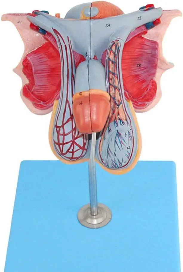 Anatomy Male Reproductive Model Genital Organs Anatomical Human Body ...