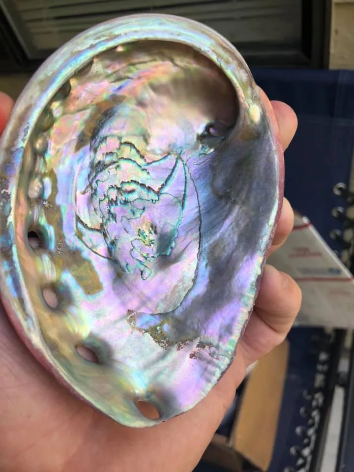 Alibaba.com: Natural crushed abalone shells, Ocean Queen Crown triton ...